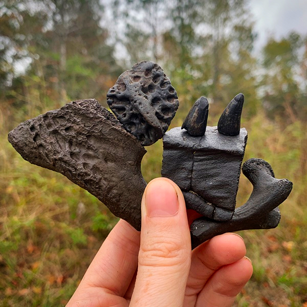Reptile Fossil Set - Pleistocene of Florida - PaleoCris