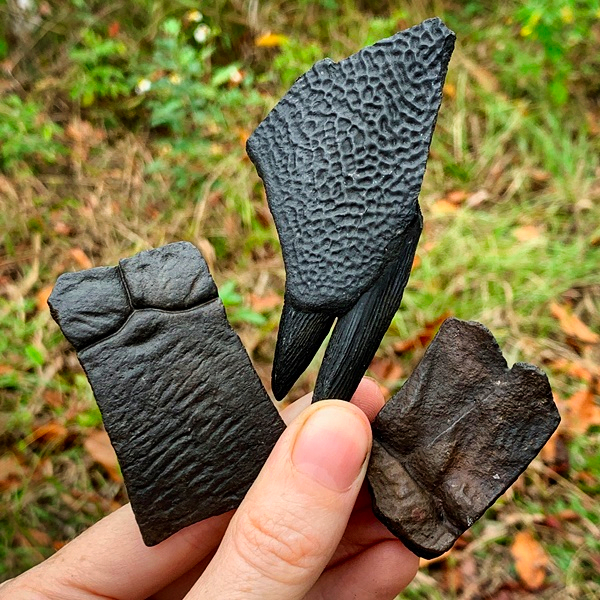 Fossil Turtle Shell Group Deal | Pleistocene of Florida - PaleoCris