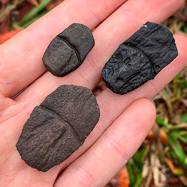 Fossil Turtle Shell Group Deal | Pleistocene of Florida - PaleoCris