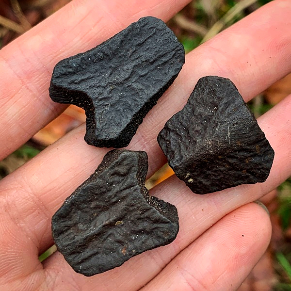 Fossil Turtle Shell Group Deal | Pleistocene of Florida - PaleoCris