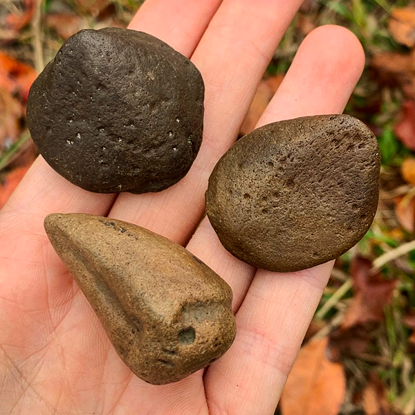 Fossil Tortoise Leg Spur Group Deal | Pleistocene of Florida - PaleoCris