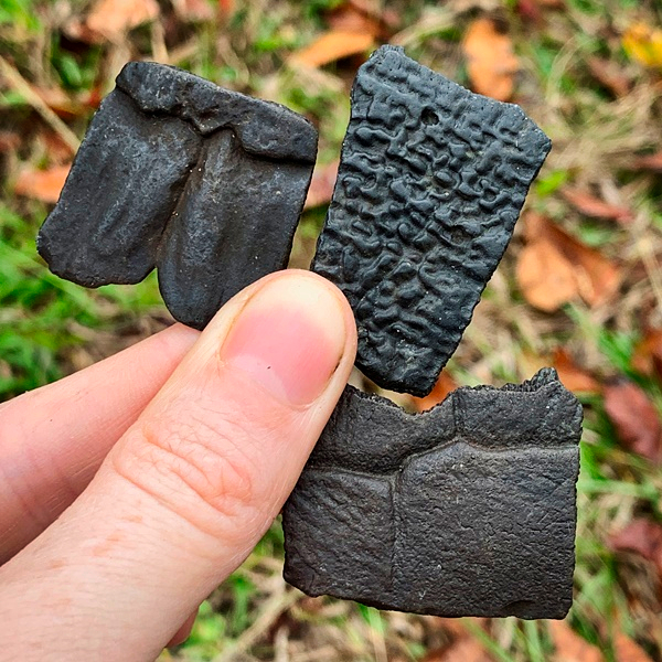 Fossil Turtle Shell Group Deal | Pleistocene of Florida - PaleoCris