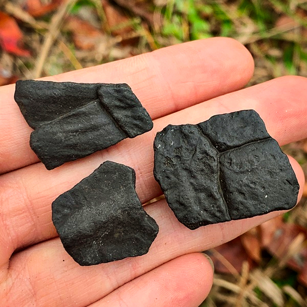 Fossil Turtle Shell Group Deal | Pleistocene of Florida - PaleoCris