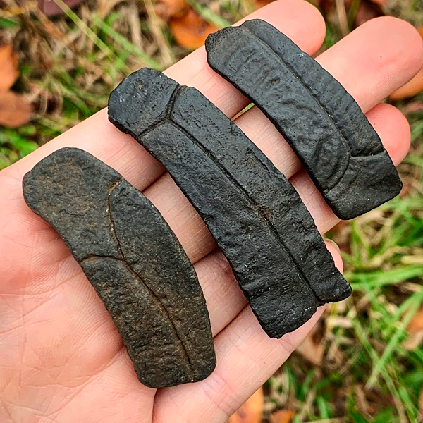 Fossil Turtle Shell Group Deal | Pleistocene of Florida - PaleoCris