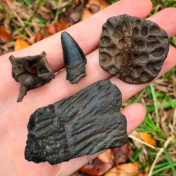 Reptile Fossil Set - Pleistocene of Florida - PaleoCris