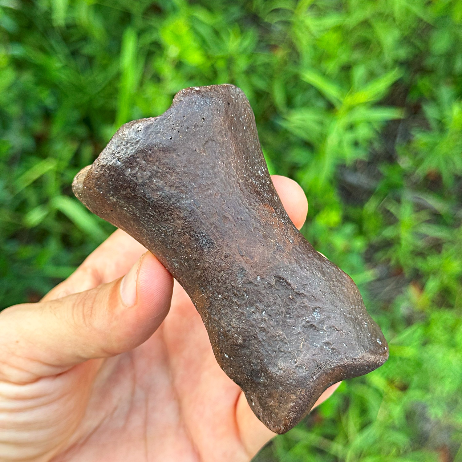 Horse Toe Bone (Phalanx) | Pleistocene of Florida - PaleoCris