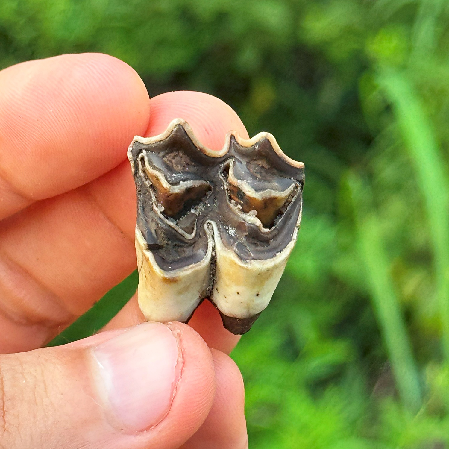 Fossil Llama Molar Tooth | Pleistocene of Florida - PaleoCris