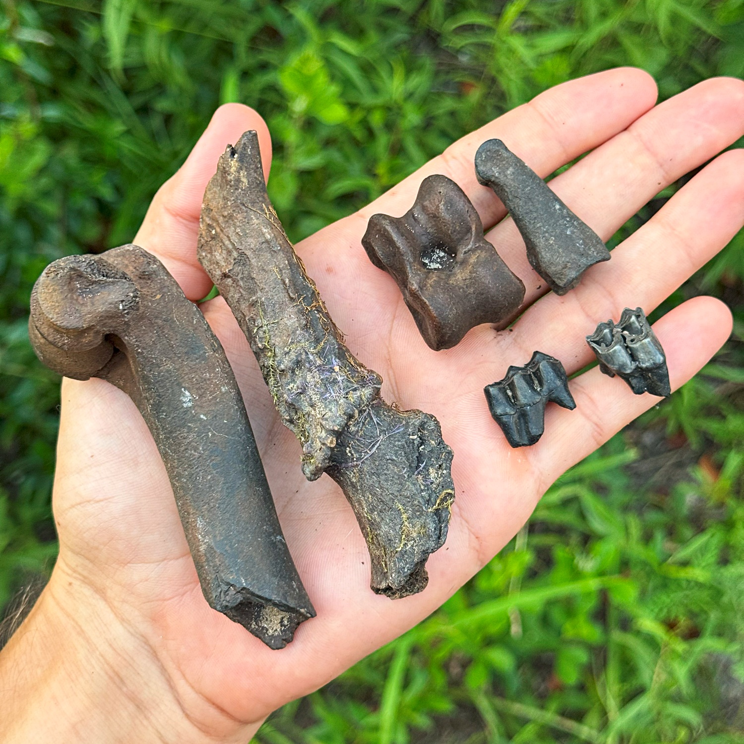 Whitetail Deer Fossil Collection | Bones, Antler & Teeth | Pleistocene ...