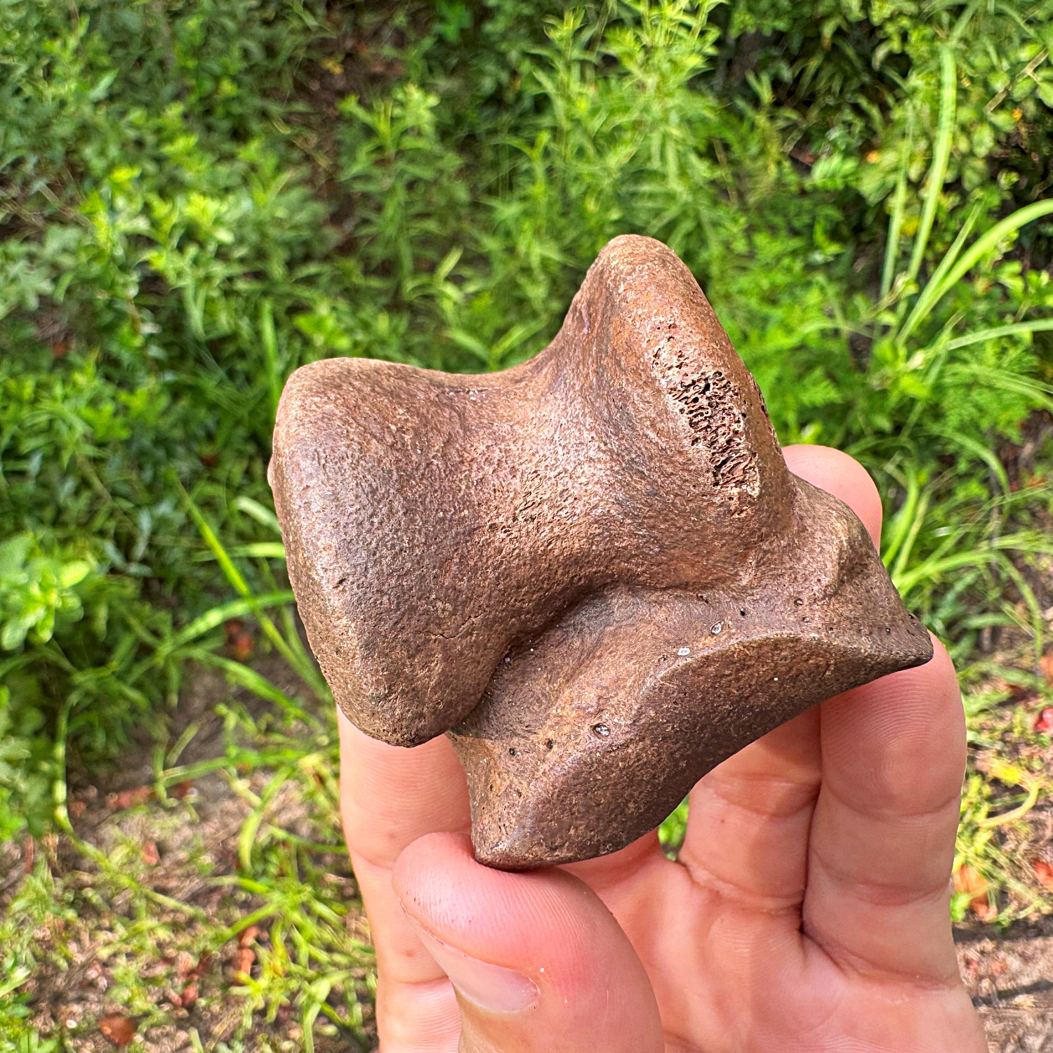Horse Astragalus Bone Fossil | Pleistocene of Florida - PaleoCris