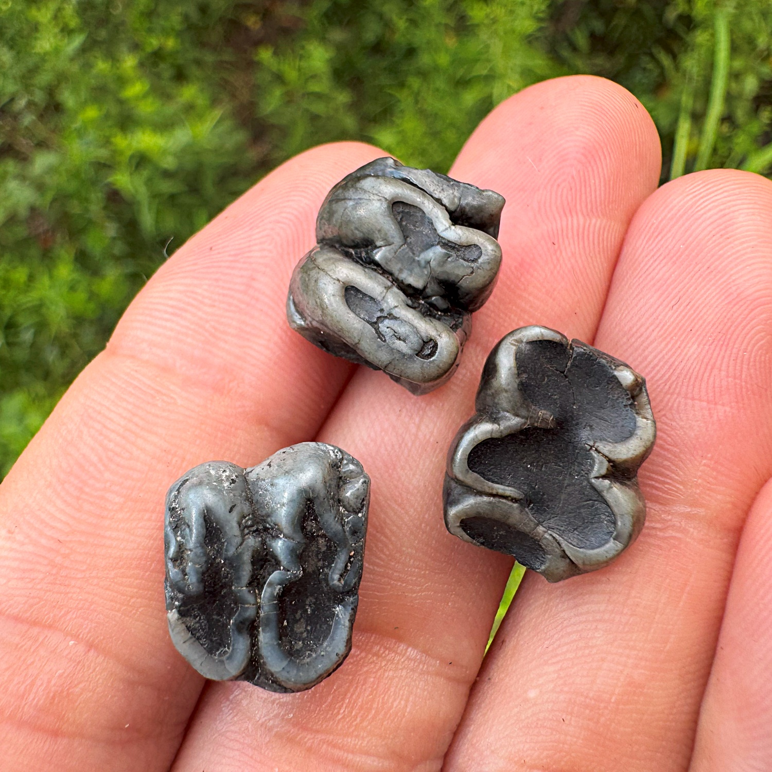 Three Fossil Manatee Teeth | Pleistocene of Florida - PaleoCris