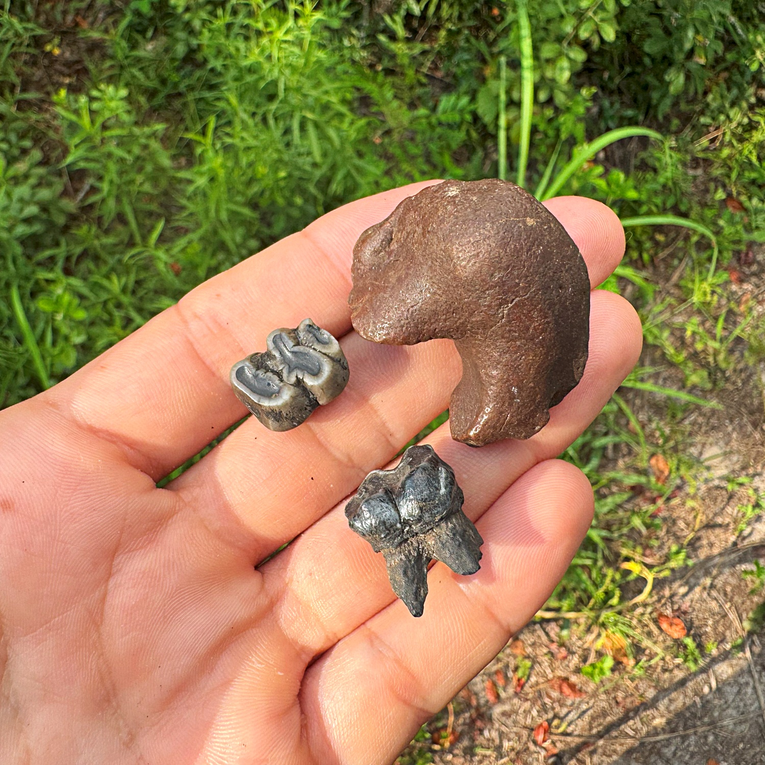 Fossil Manatee Teeth and Ear Bone | Ice Age of Florida - PaleoCris