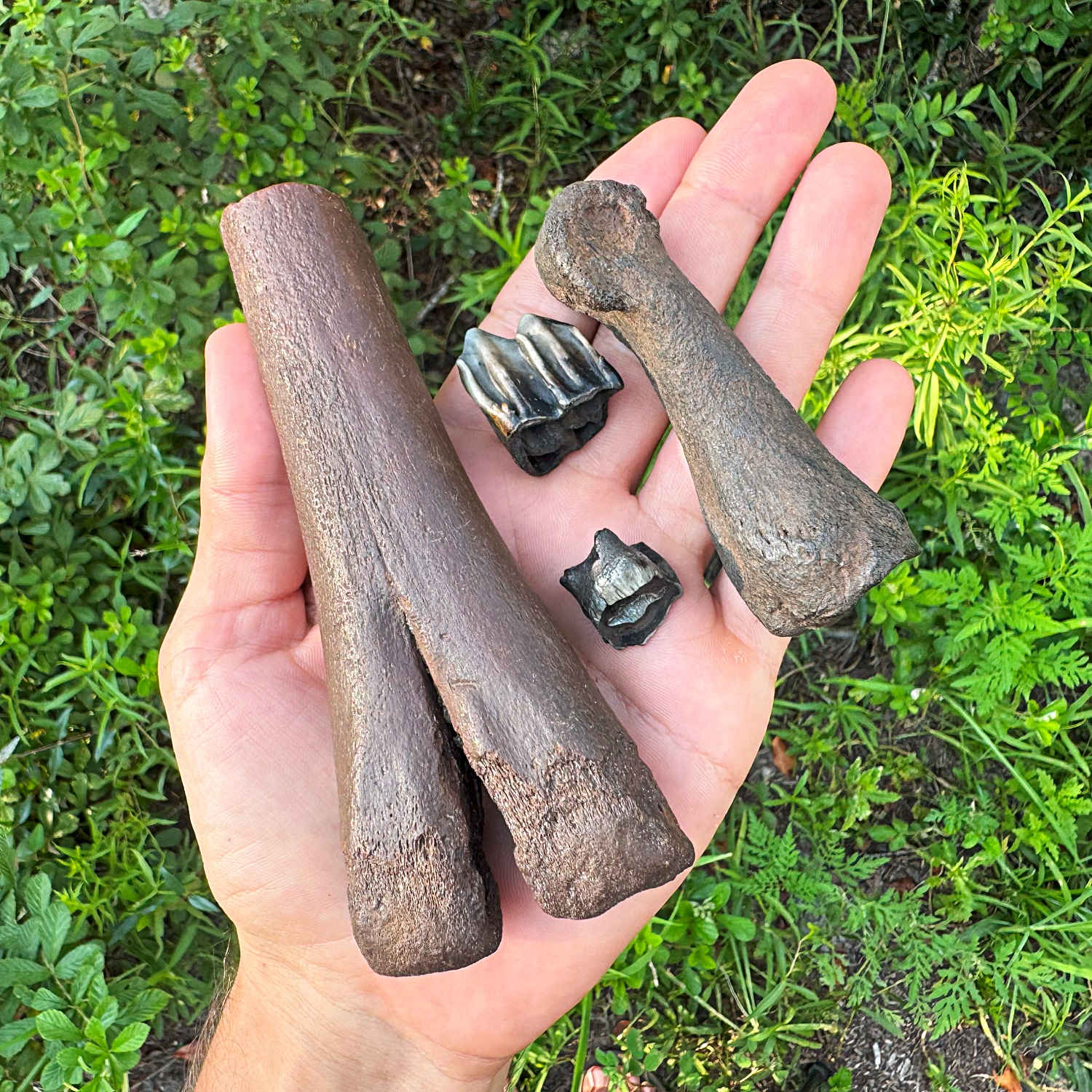 Llama Fossil Collection - Leg Bone, Toe Bone & Teeth - PaleoCris