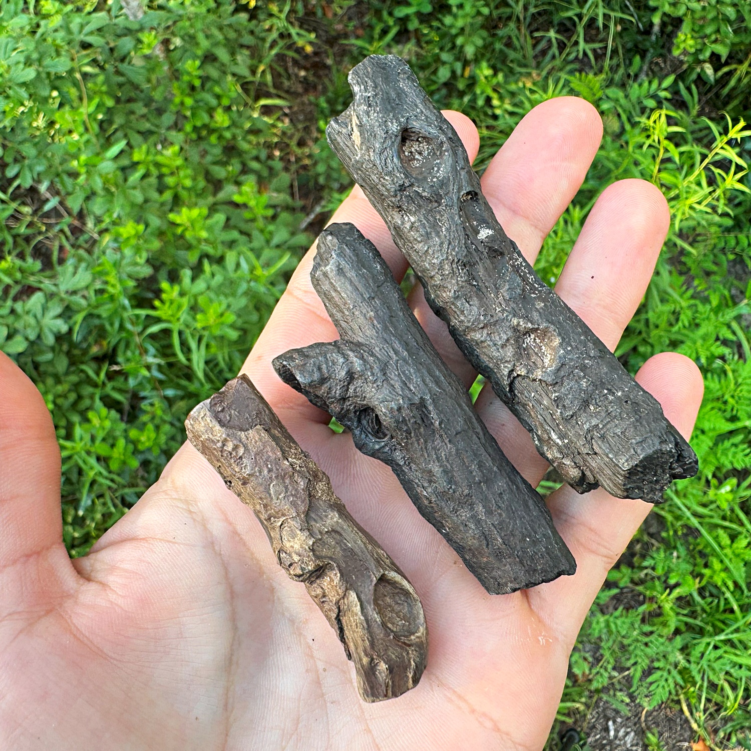 Rare Petrified Fossil Stick Collection - PaleoCris