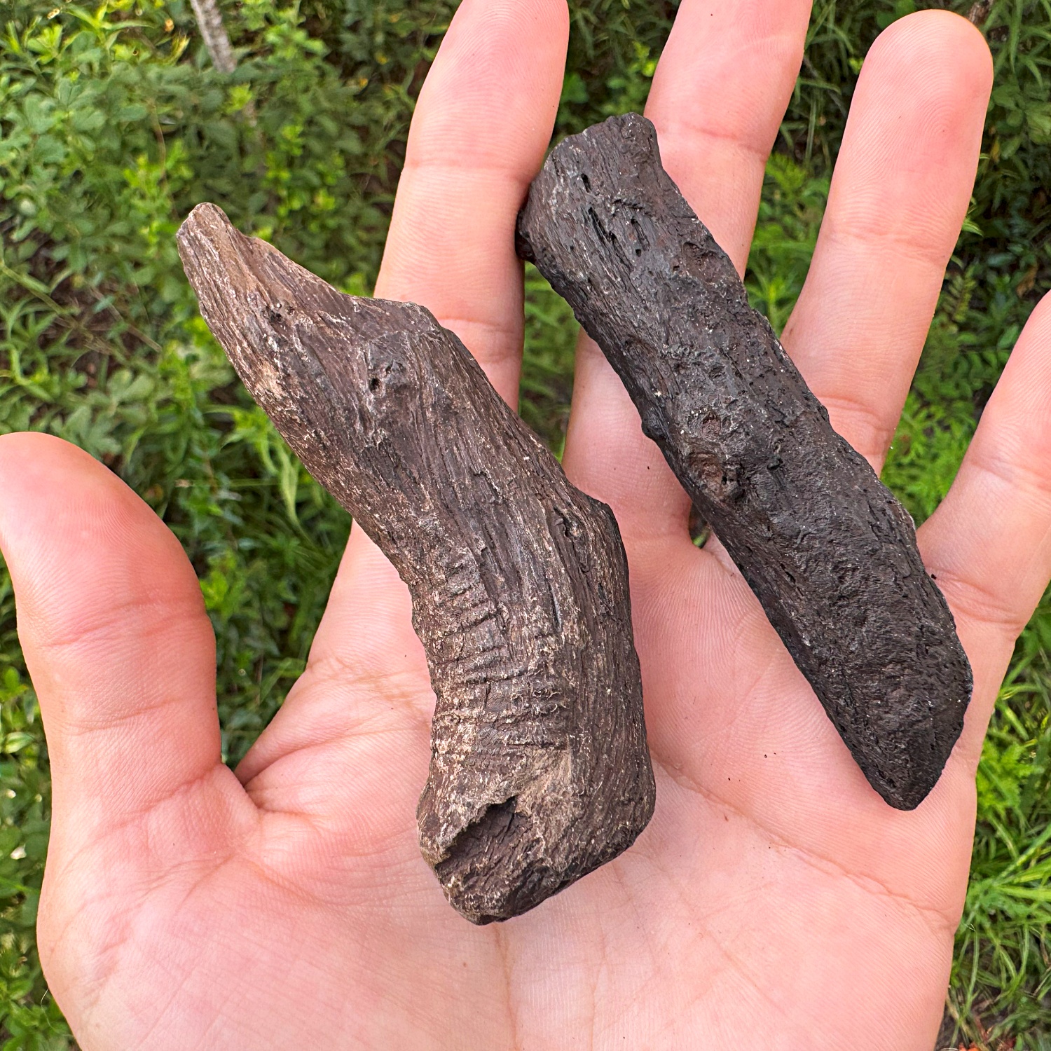 Rare Petrified Fossil Stick Collection - PaleoCris
