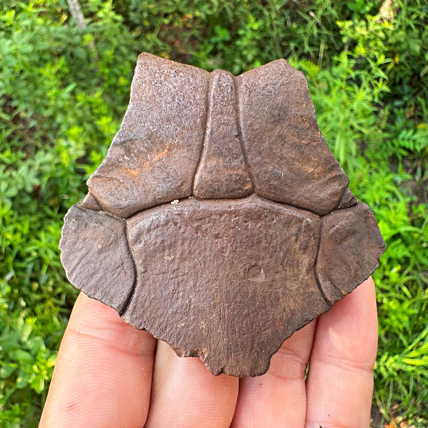 Turtle Shell Nuchal Fossil from the Pleistocene of Florida - PaleoCris