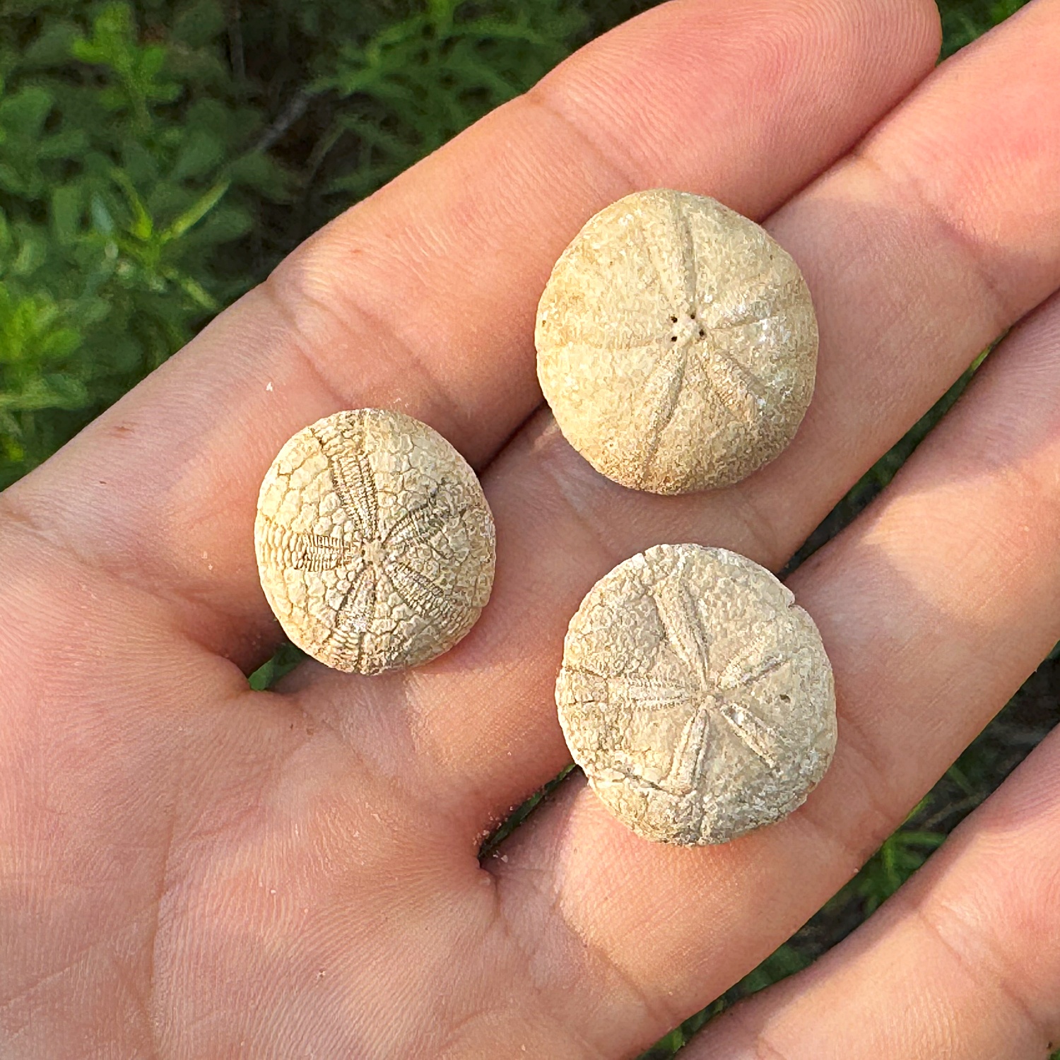 Eocene Sea Urchin Fossils | Echinoids (Sea Biscuits) - PaleoCris