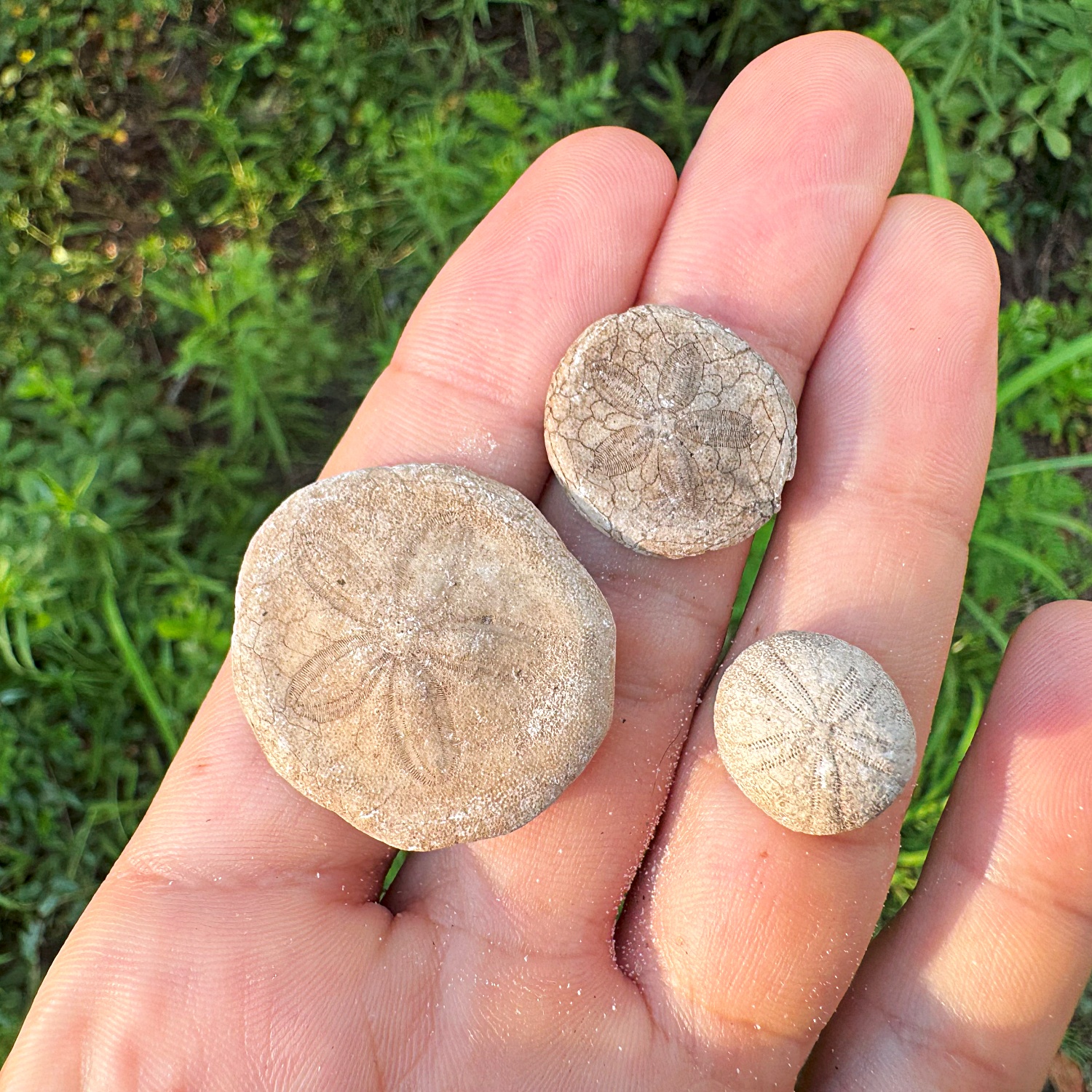Eocene Sea Urchin Fossils | Sand Dollars & Sea Biscuit (Echinoids ...