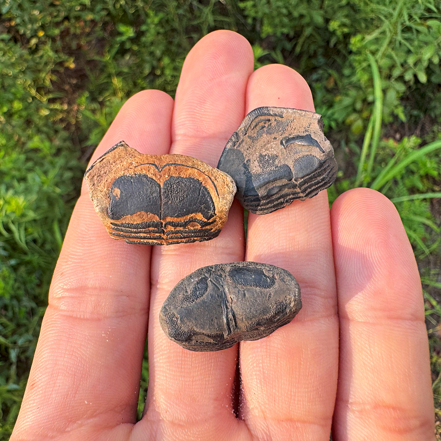 Eocene Parrotfish Mouthplate Fossil Collection - PaleoCris