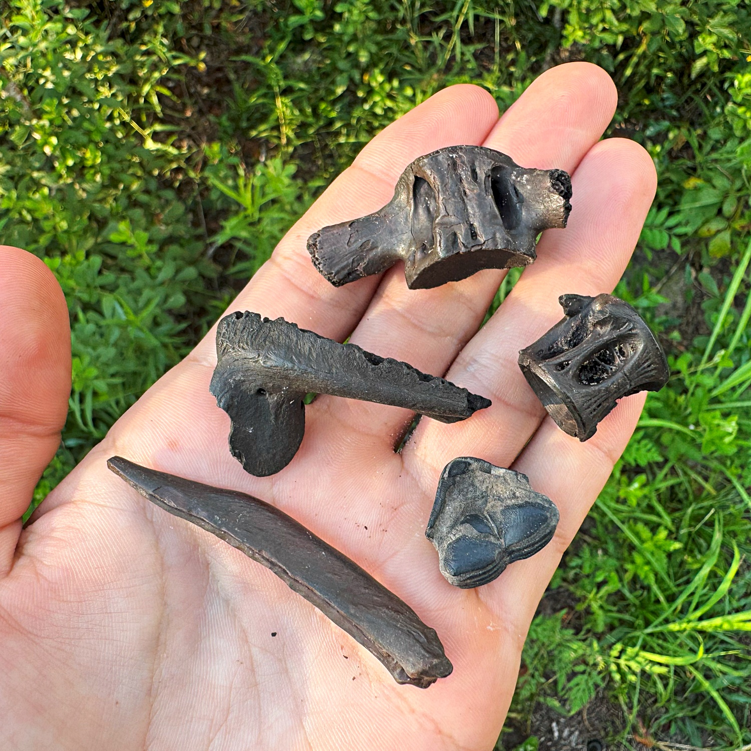 Pleistocene Fish Fossil Collection | Jaws, Vertebrae, Spine - PaleoCris
